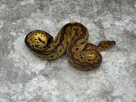Red Stripe Clown Ball Python by TallGrass Reptiles
