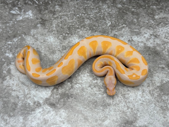Black Head Leopard Lavender Ball Python by TallGrass Reptiles