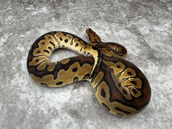 Clown Het Desert Ghost Ball Python by TallGrass Reptiles