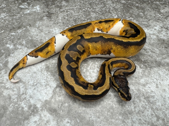 Yellow Belly Pied Ball Python by TallGrass Reptiles