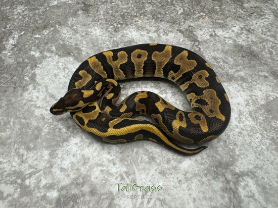 Mystic Leopard Het Clown Ball Python by TallGrass Reptiles