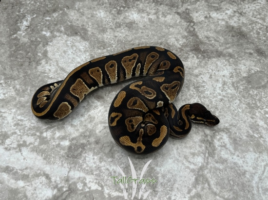Black Head Het Pied 50% Het Lavender Ball Python by TallGrass Reptiles