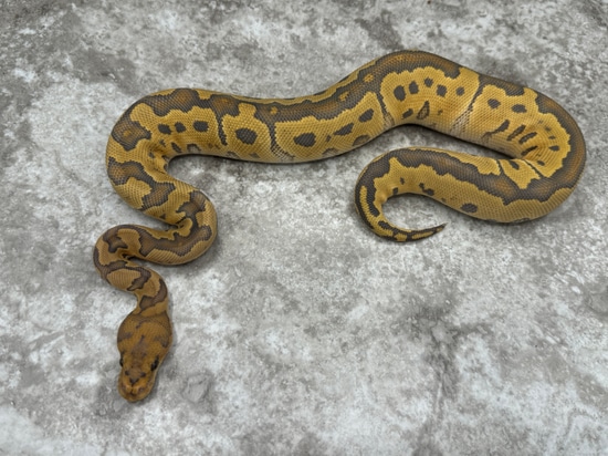 Hypo Clown Ball Python by TallGrass Reptiles