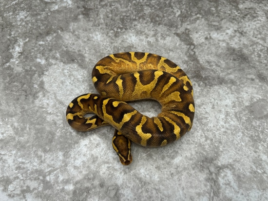 Super Asphalt Enchi Het Clown Ball Python by TallGrass Reptiles