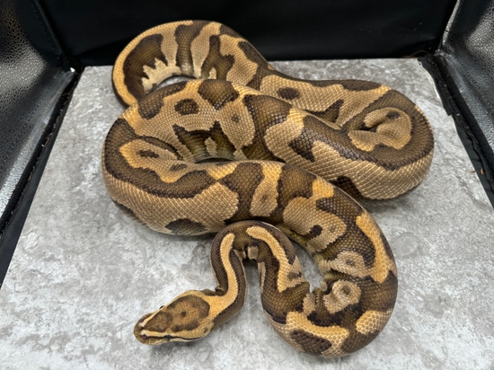 Fire Leopard Ball Python by TallGrass Reptiles