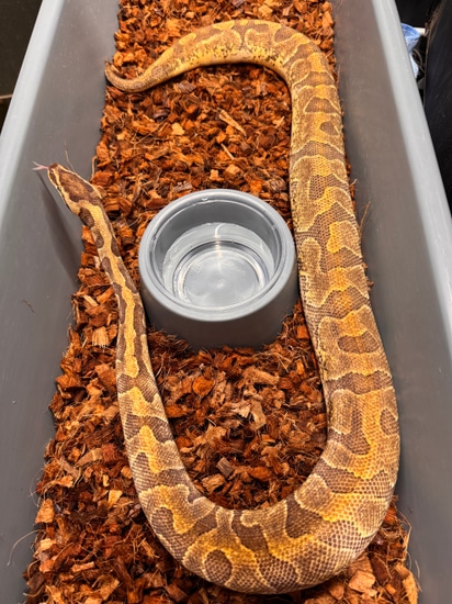 Super Enchi Asphalt Ball Python by TallGrass Reptiles