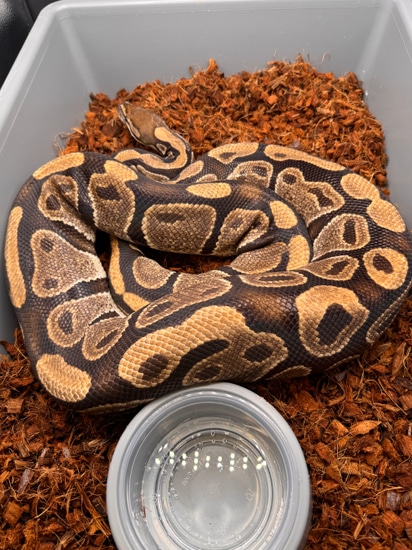 Het G-Stripe Het TSK Axanthic Ball Python by TallGrass Reptiles