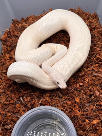 Ivory Het Piebald Ball Python by TallGrass Reptiles