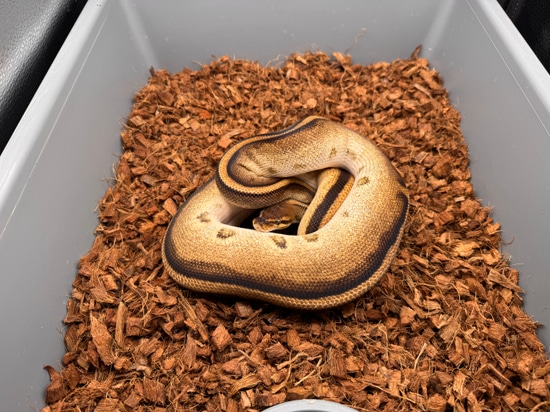 Black Head Orange Dream G-Stripe Ball Python by TallGrass Reptiles