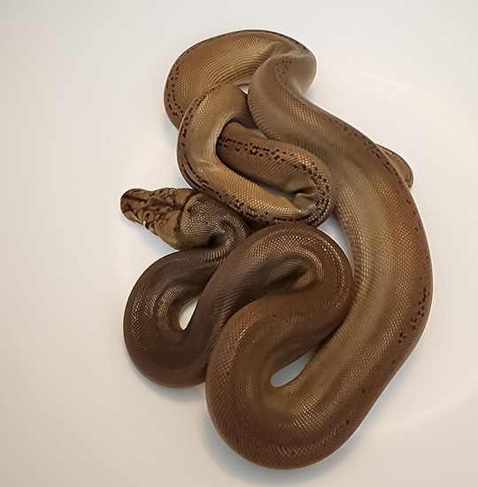 Phantom Motley Golden Child (Poss Sun) Het Albino Reticulated Python by ...