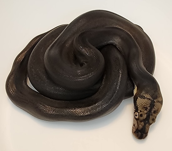 Motley Golden Child Het Albino Reticulated Python by Talligators