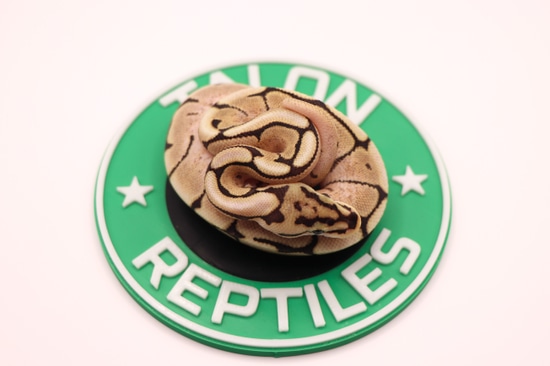 Fire Spider Het Axanthic (VPI) Ball Python by Talon Reptiles