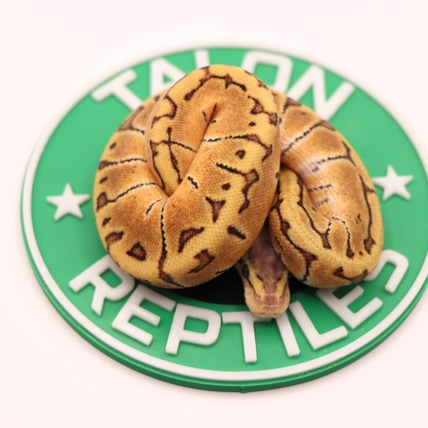 Talon Reptiles - MorphMarket