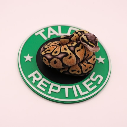 Talon Reptiles - MorphMarket