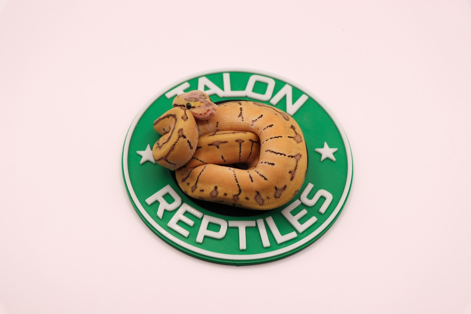 Super Pastel Lesser Pinstripe Ball Python by Talon Reptiles - MorphMarket