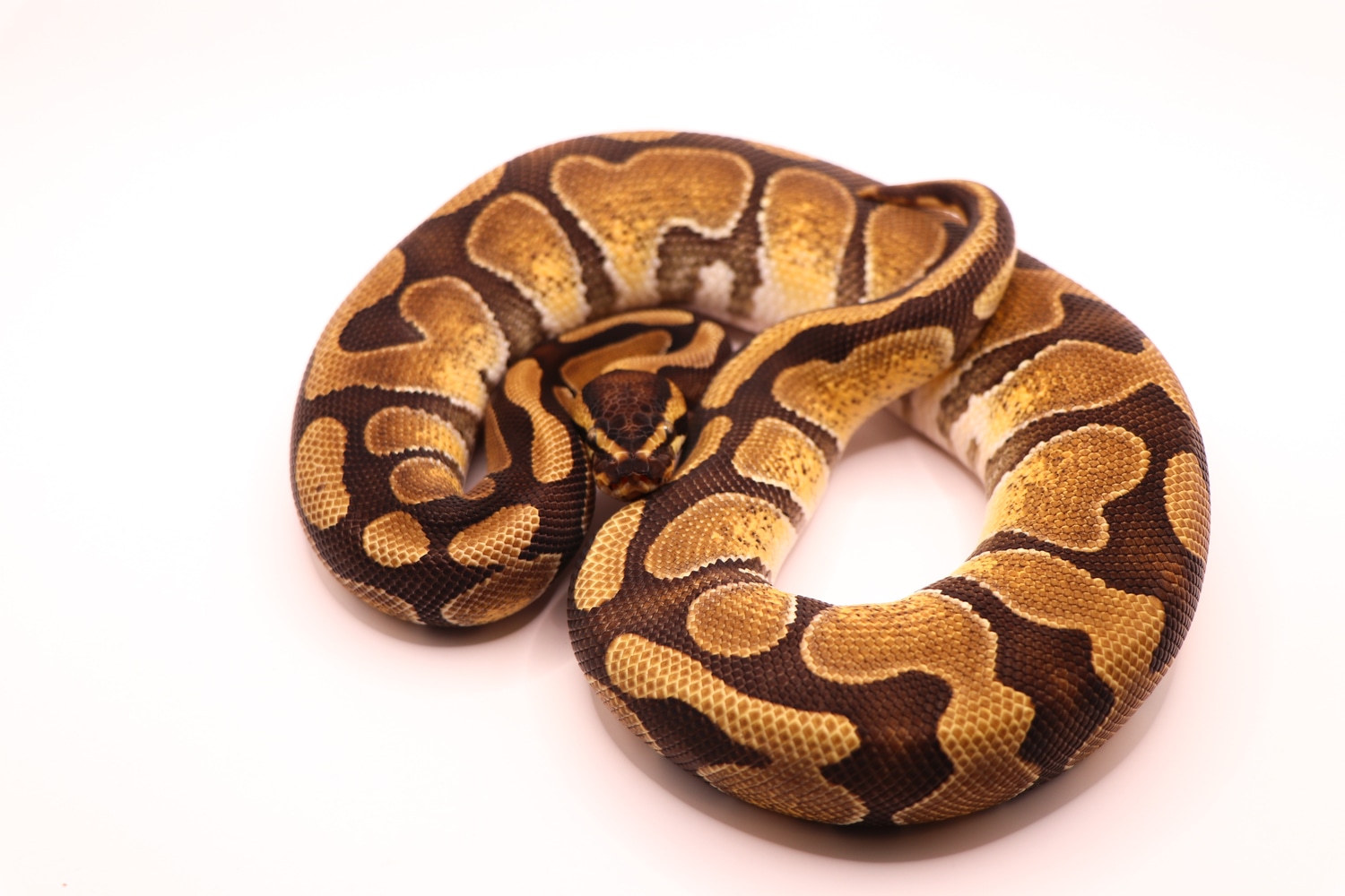 Enchi Ball Python by Talon Reptiles - MorphMarket