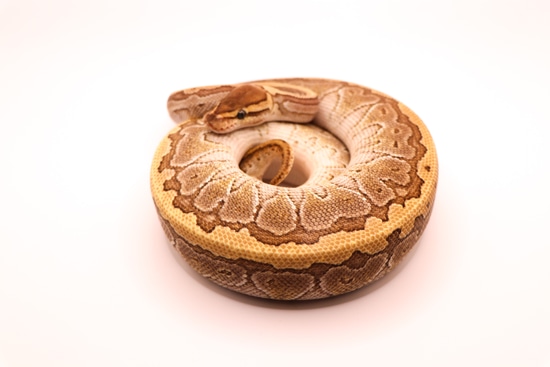 Kingpin Ball Python by Talon Reptiles