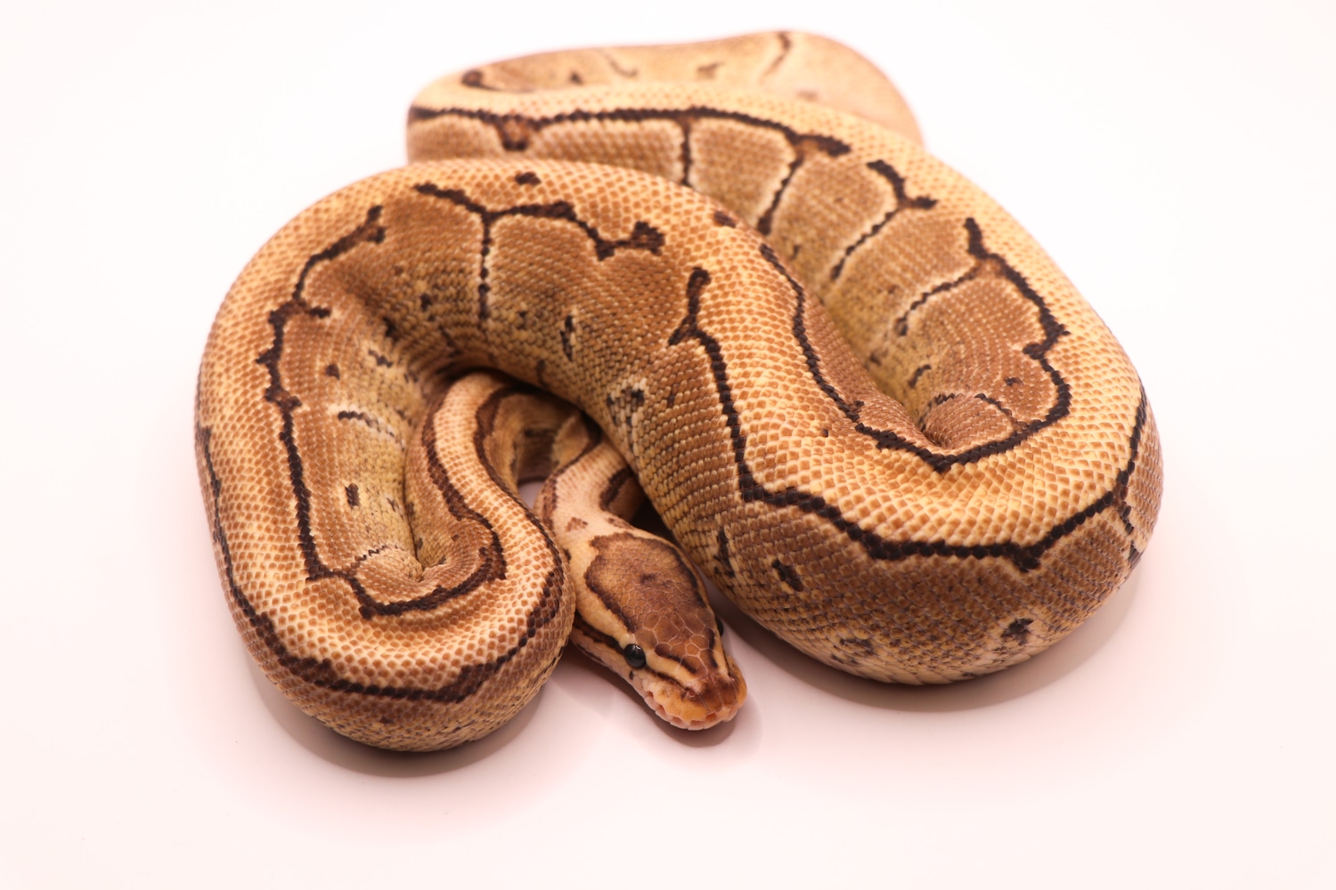 Fire Pinstripe Het Axanthic (VPI) Ball Python by Talon Reptiles ...
