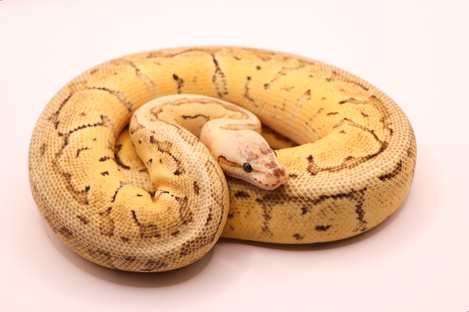 Dragonfly Het Axanthic (VPI) Ball Python by Talon Reptiles - MorphMarket