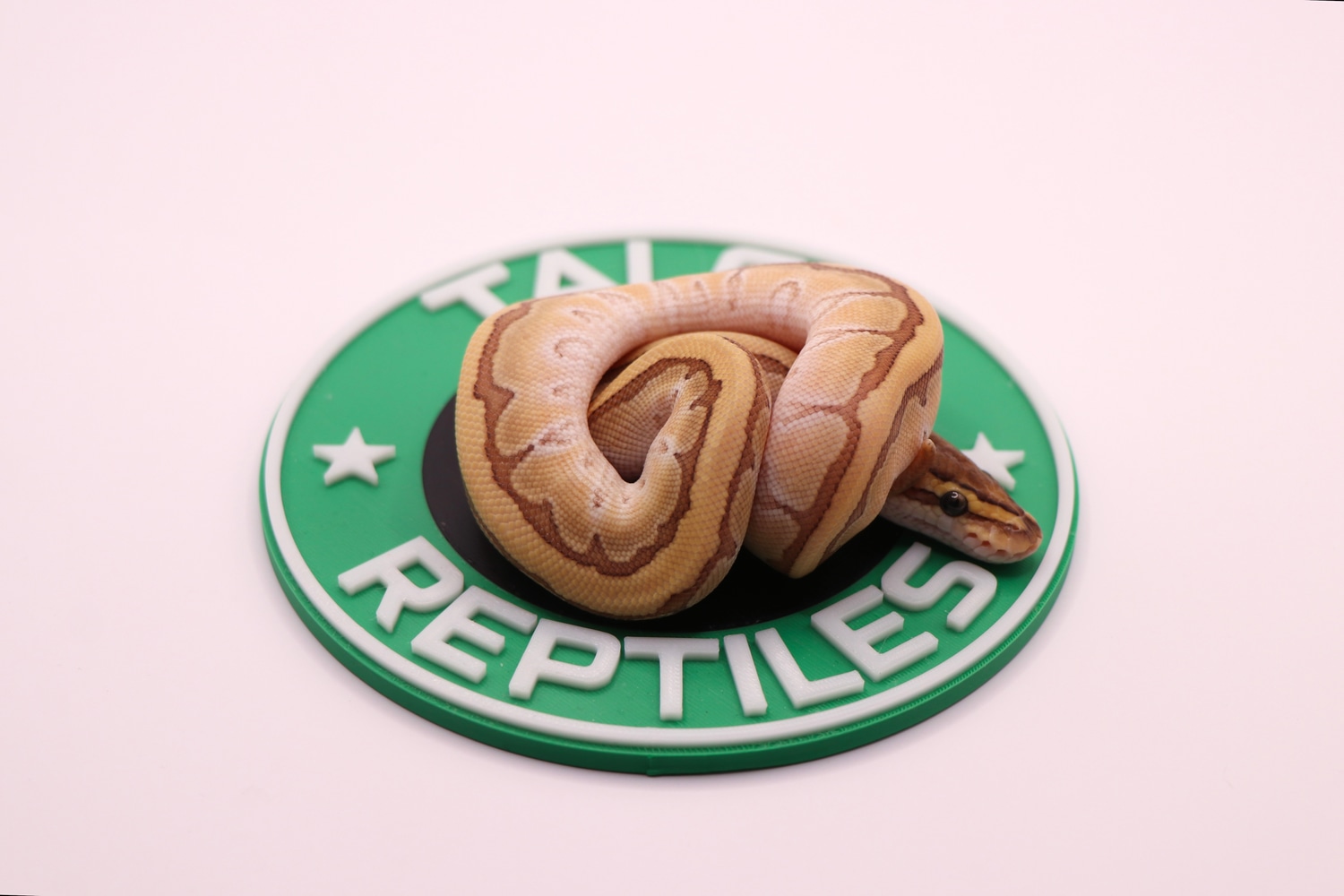 Pastel Kingpin 50% Het Hypo Ball Python by Talon Reptiles - MorphMarket