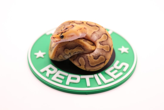 Champagne Enchi 50% Het Hypo Ball Python by Talon Reptiles
