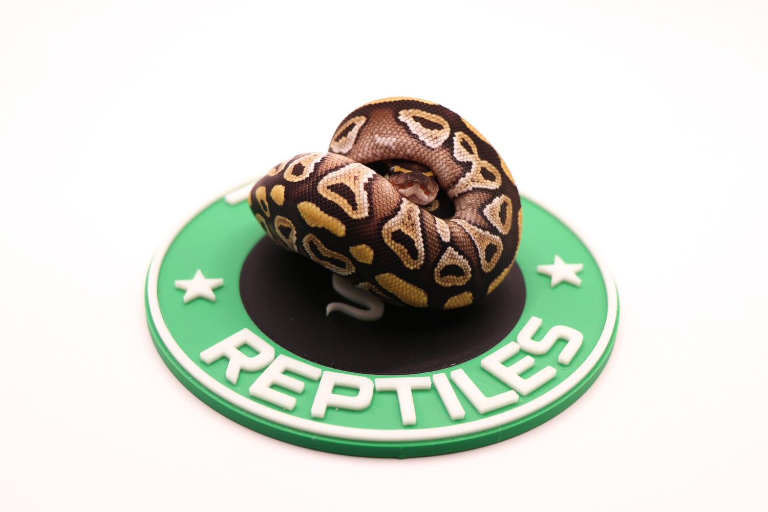 Mystic Ball Python by Talon Reptiles - MorphMarket