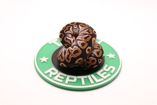 Mojave Ball Python by Talon Reptiles