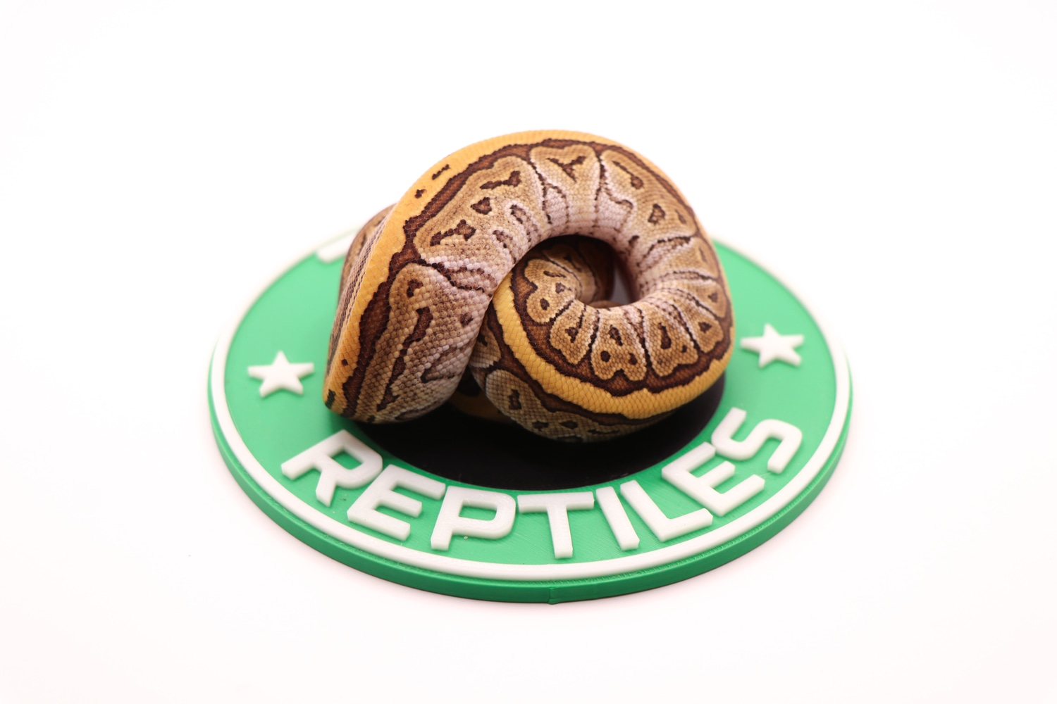Jigsaw Ball Python by Talon Reptiles - MorphMarket