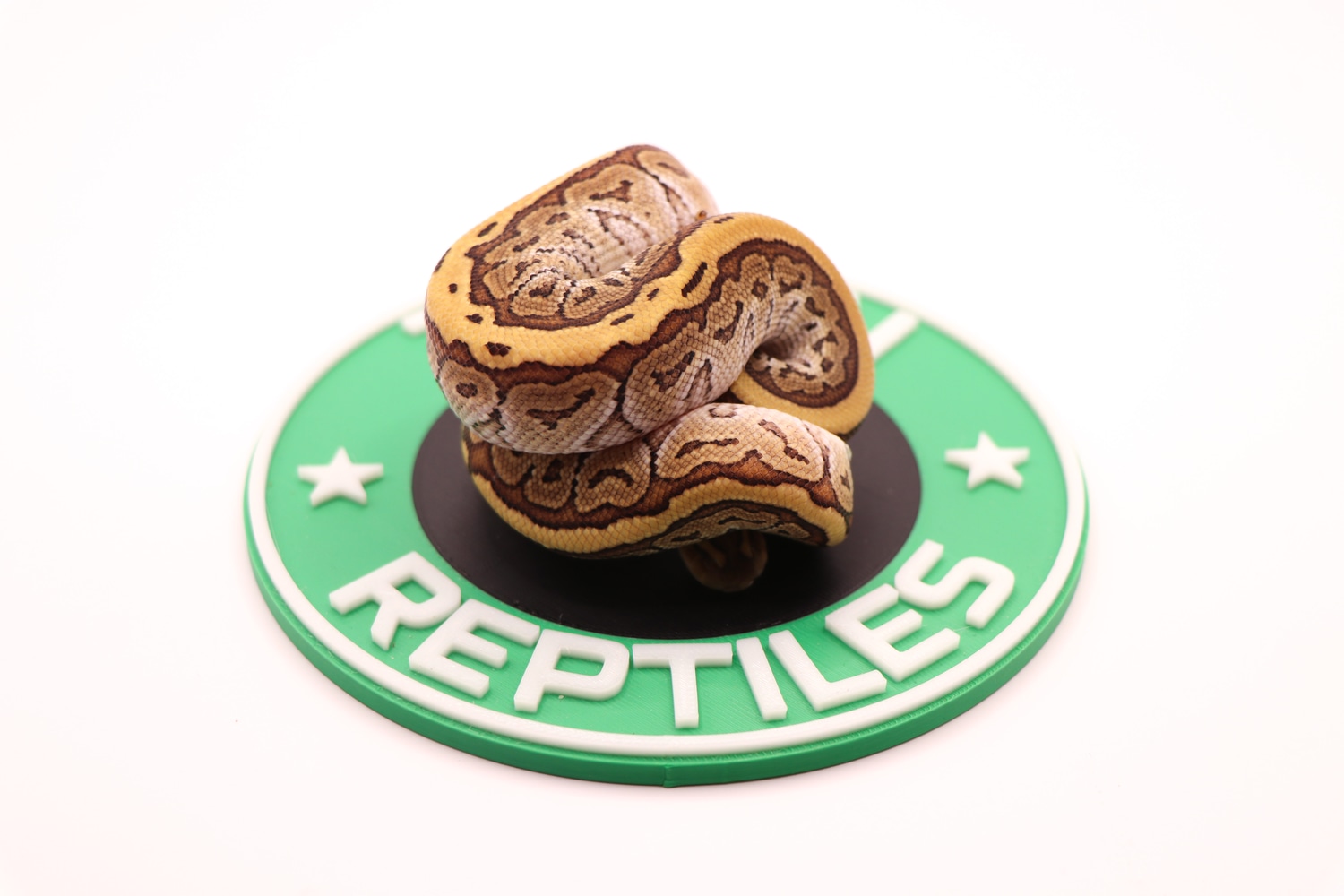 Jigsaw Ball Python by Talon Reptiles - MorphMarket
