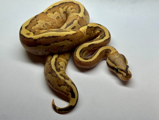 OD Freeway Pastel Ball Python by Talon Reptiles