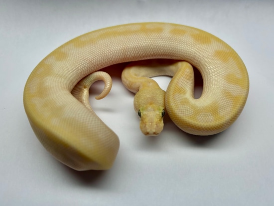 Enchi Champagne Pastel Lesser Fire Pin Ball Python by Talon Reptiles