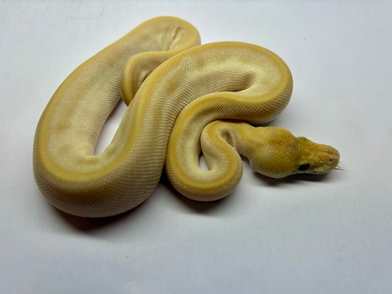 Enchi Champagne Pastel Lesser Pin Ball Python by Talon Reptiles