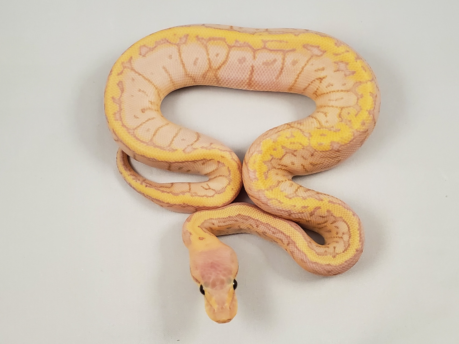 Banana Lemonblast 50% Het Pied Ball Python by AlottaSenseReptiles ...