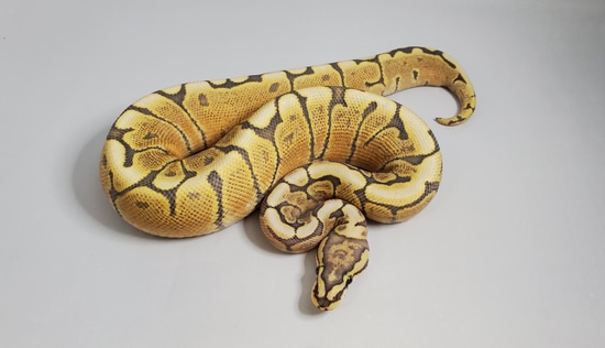 GHI Spider Hypo Ball Python by AlottaSenseReptiles