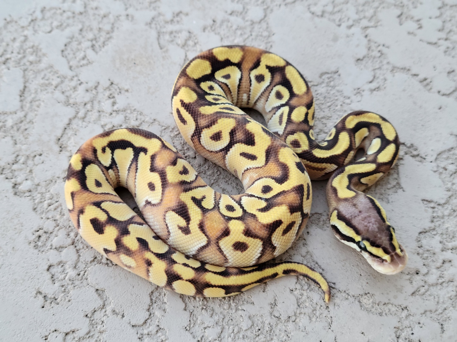 Pastel Enchi Mojave Ball Python by AlottaSenseReptiles - MorphMarket