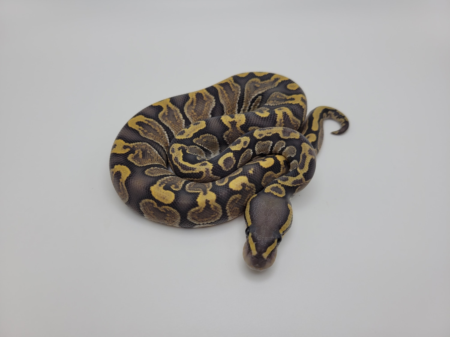 GHI Hypo Ball Python by AlottaSenseReptiles - MorphMarket