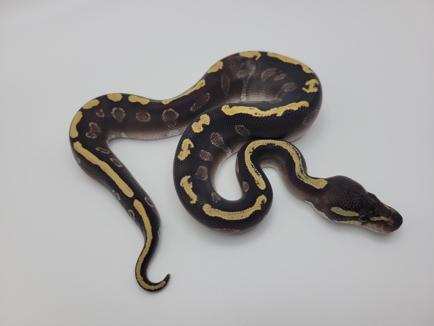 GHI Mojave 100% Het Hypo Ball Python by AlottaSenseReptiles - MorphMarket