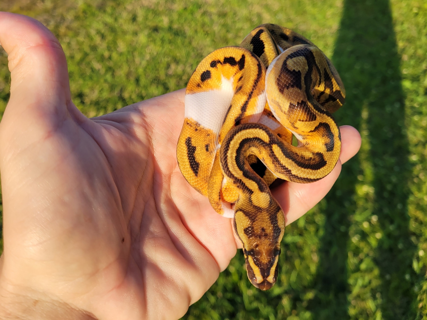 Fire Pied Ball Python by AlottaSenseReptiles - MorphMarket