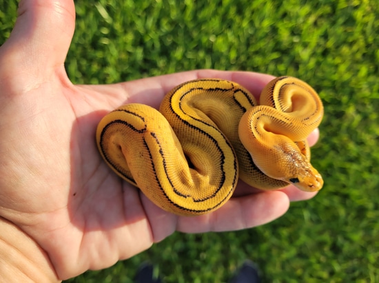 Champagne Combo Ball Python by AlottaSenseReptiles