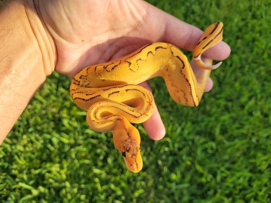 Champagne Combo Ball Python by AlottaSenseReptiles