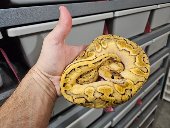 Champagne Enchi Combo Ball Python by AlottaSenseReptiles