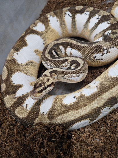 Pastel Enchi Sugar 100% Het Hypo Ball Python by AlottaSenseReptiles