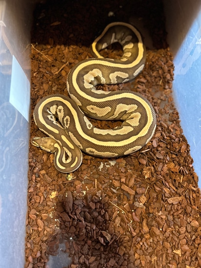 Leopard Lesser Proven Breeder Ball Python by Tanakas_exotics