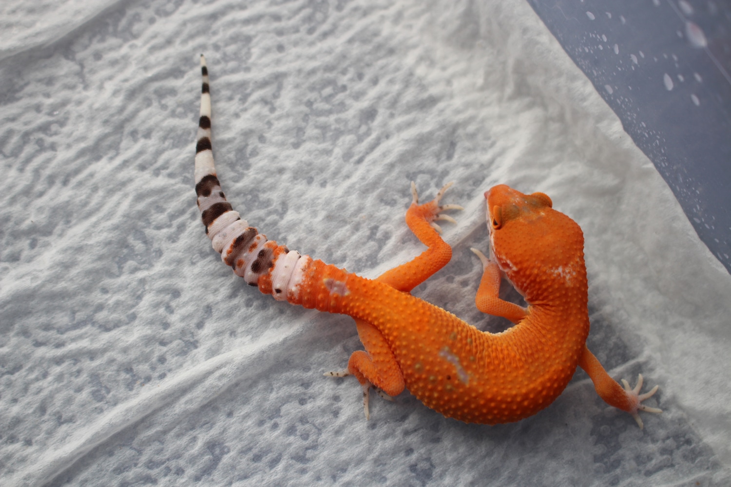 Blood GG Cross Leopard Gecko by Kawaii Geckos - MorphMarket