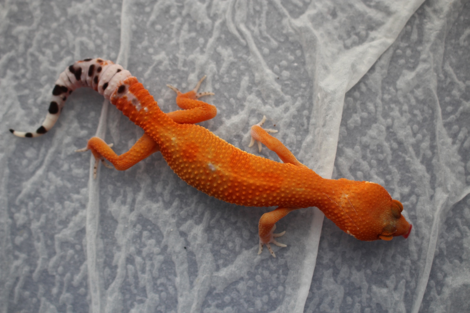 Blood GG Cross Leopard Gecko by Kawaii Geckos - MorphMarket