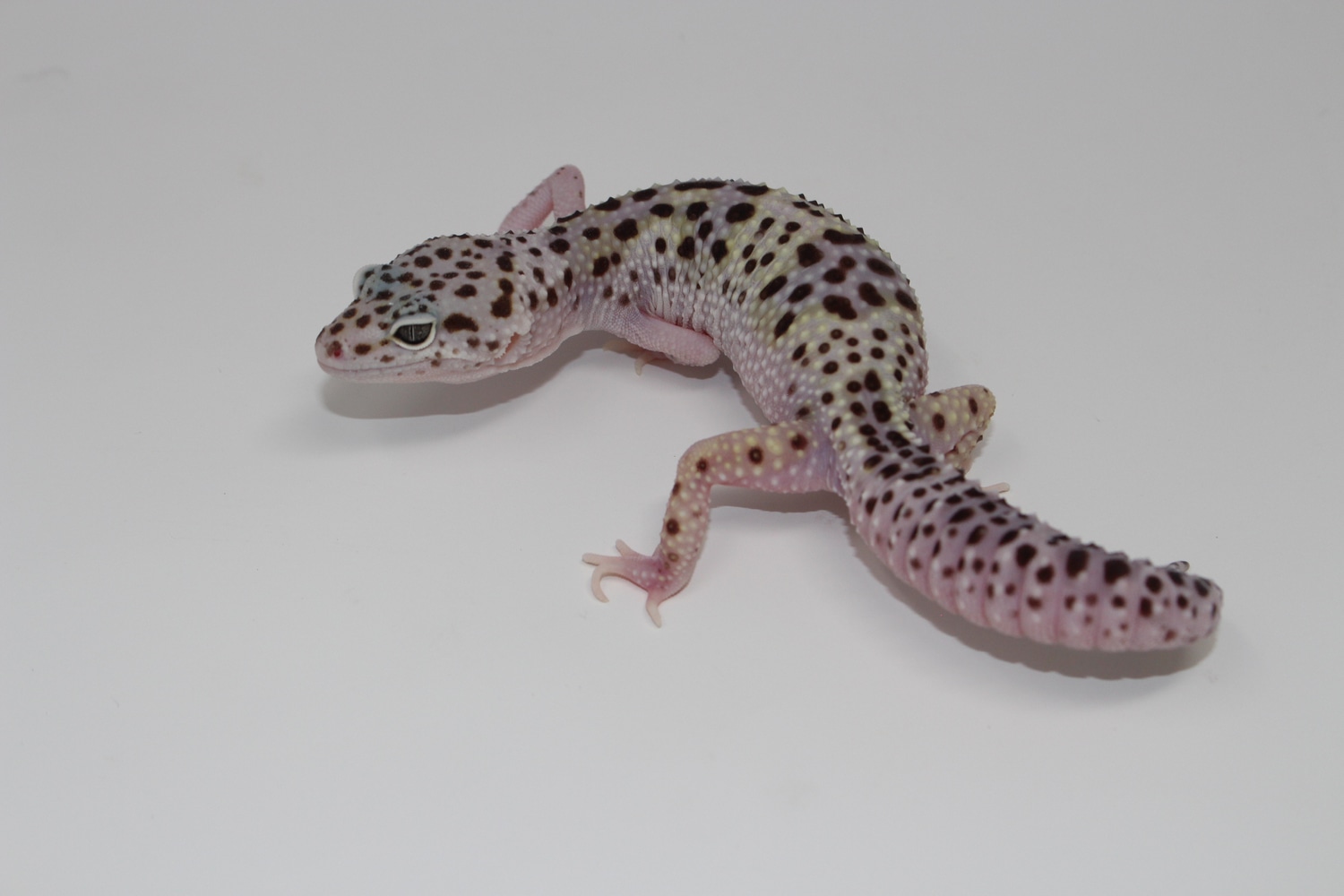 Melanistic Charcoal/ Black Pearl Mack Snow Cross Het Eclipse 50% Het ...