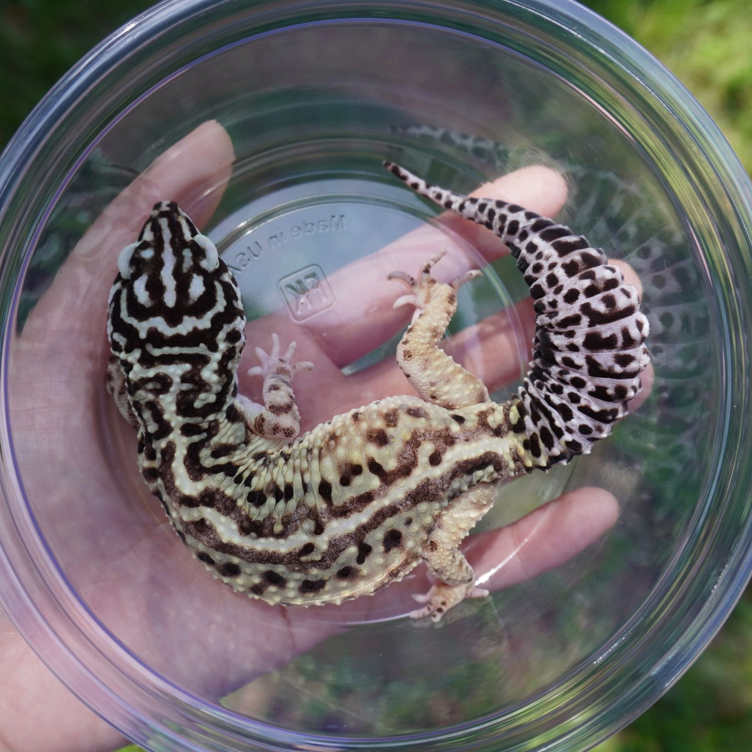 Bold Lavender Stripe Leopard Gecko by Kawaii Geckos - MorphMarket