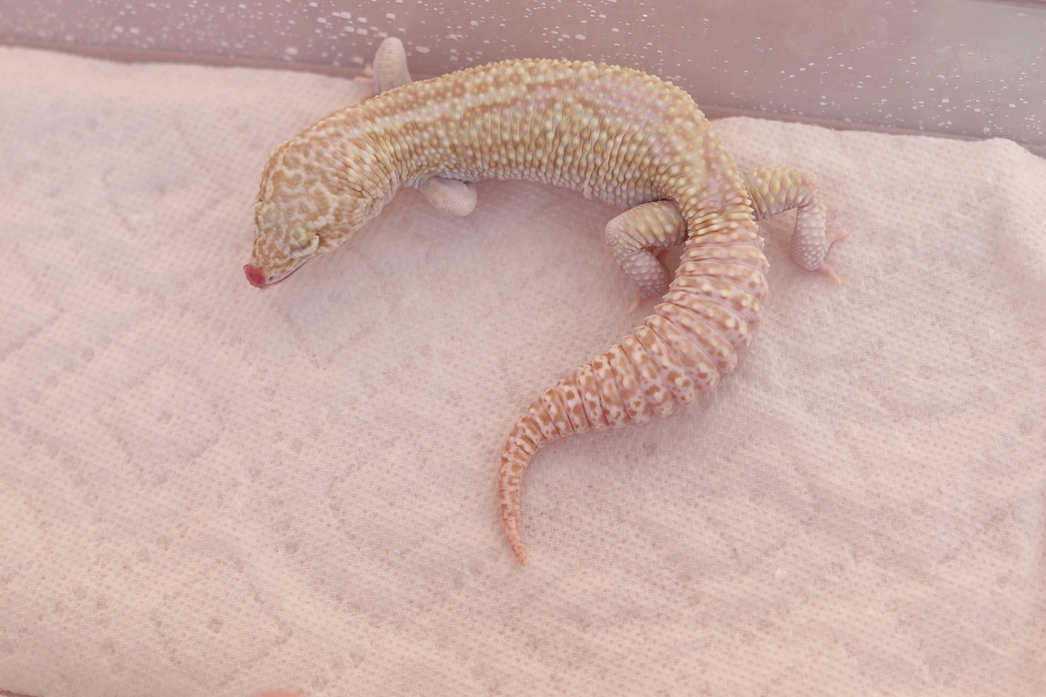 Snow Raptor Het Blizzard Leopard Gecko by Kawaii Geckos - MorphMarket