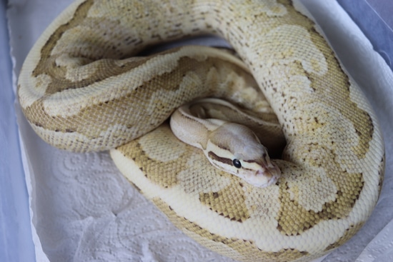 Vanilla Cream Ball Python by Kawaii Geckos