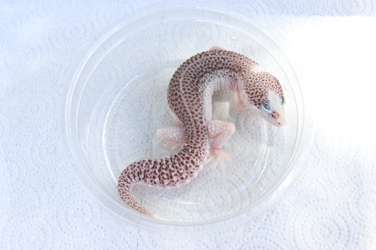 Pied Super Snow Eclipse Pos Het Tremper Leopard Gecko by Kawaii Geckos ...